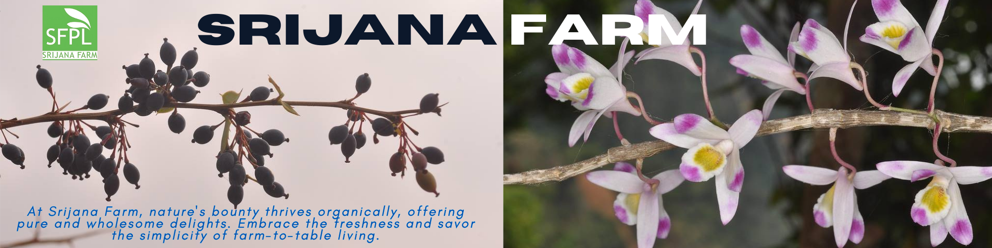 Srijana Farm Pvt. Ltd. – Srijana Farm